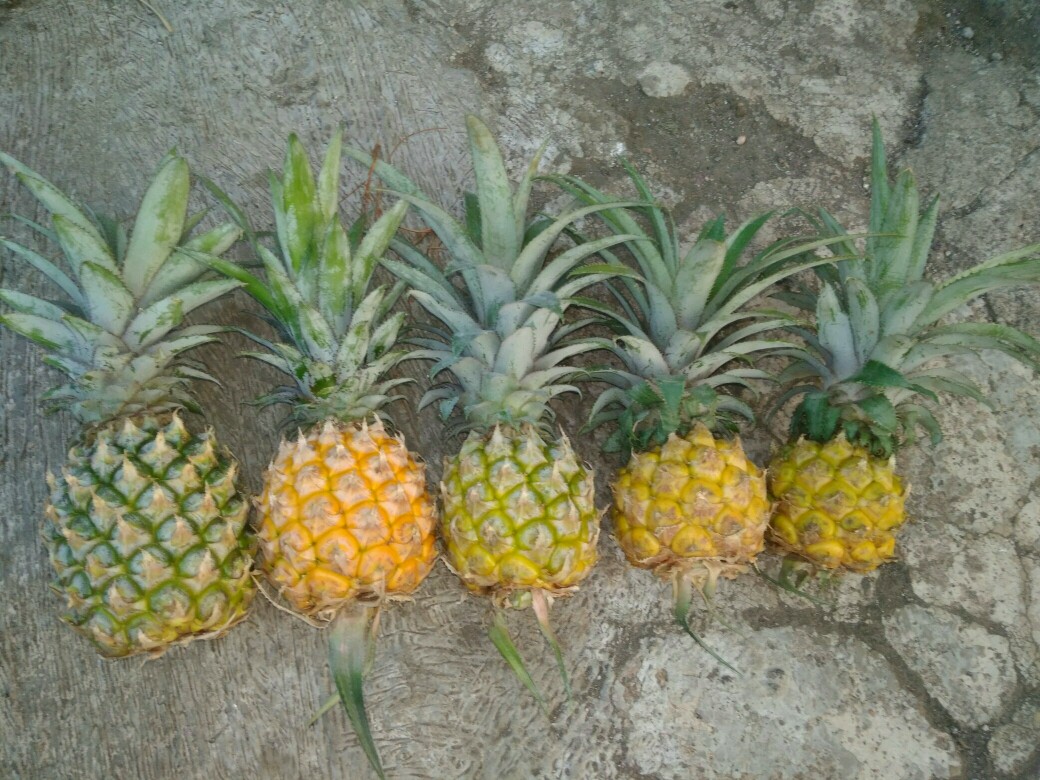 Manfaat Buah Nanas Madu Untuk Kesehatan