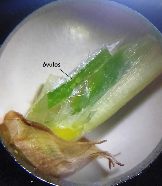 Laboratorio de 1º ESO del IES Miguel Crespo: Anatomía de una flor