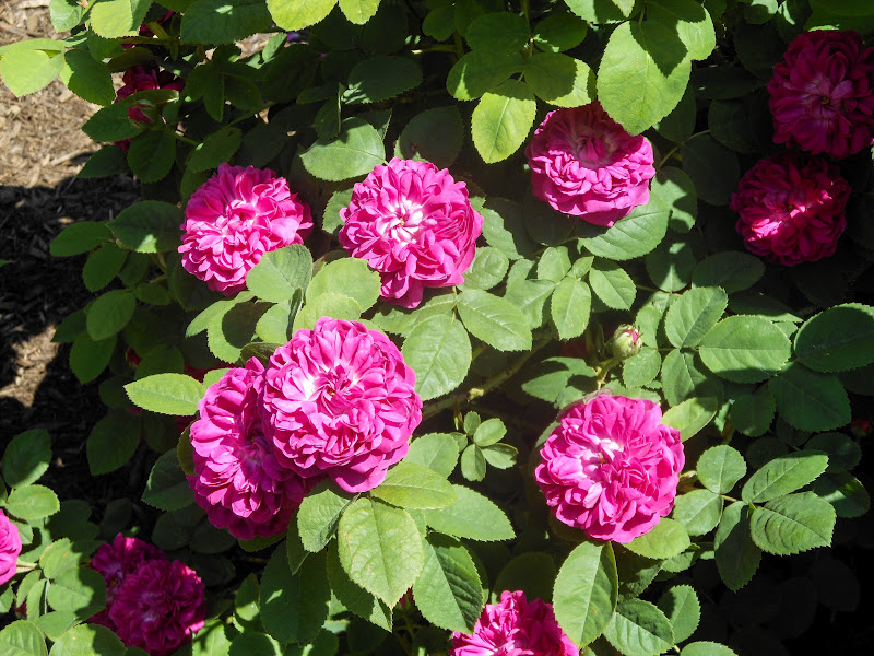 Garden State Roses: Reeves Rose Garden Update