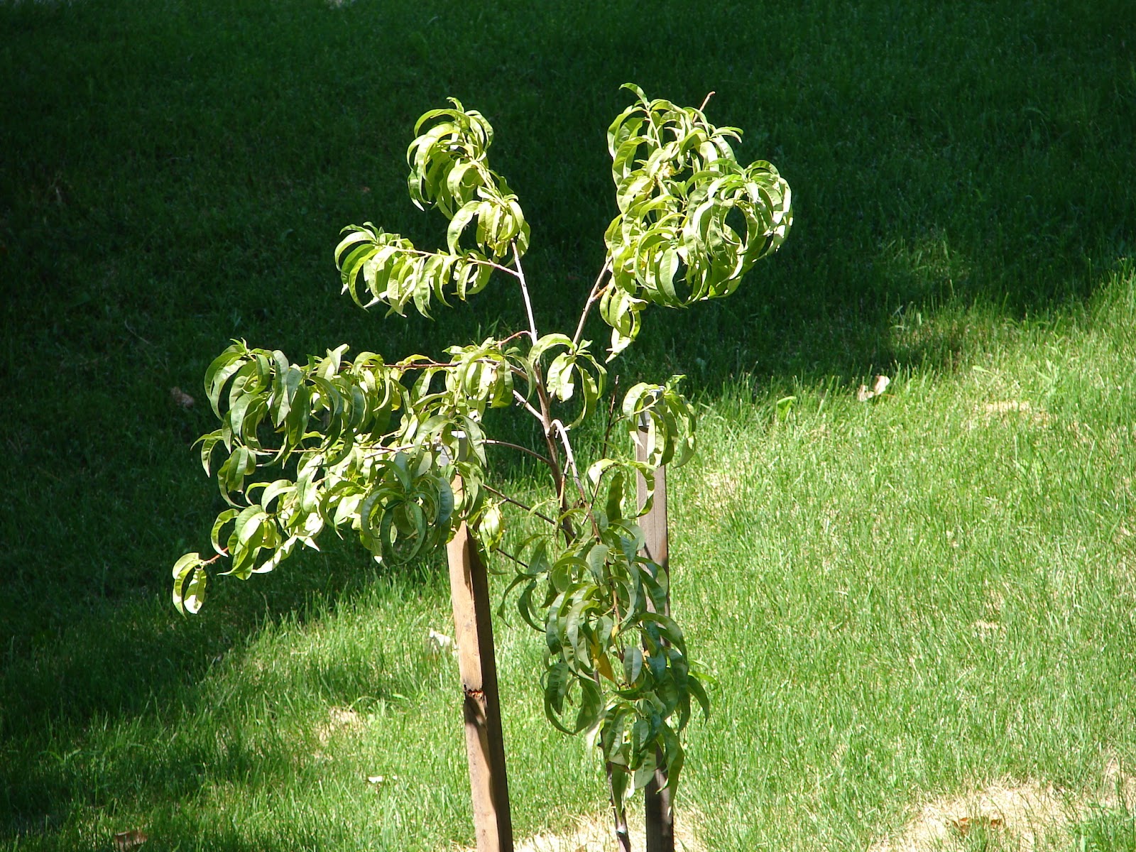 New Utah Gardener: Peach Harvest - Success!