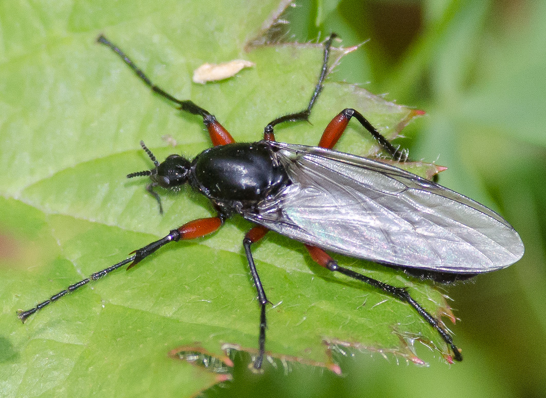 Gower Wildlife: Heather Fly at Upper Neath Valley