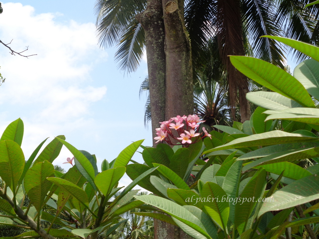 orangbukit: Bunga 1.0