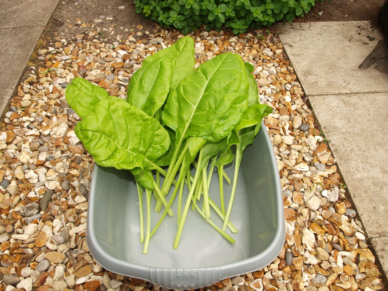 Mark's Veg Plot: Perpetual Spinach
