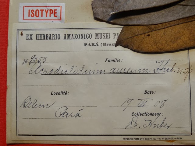 Jacques Huber and the Amazonian Botany: Plant collections