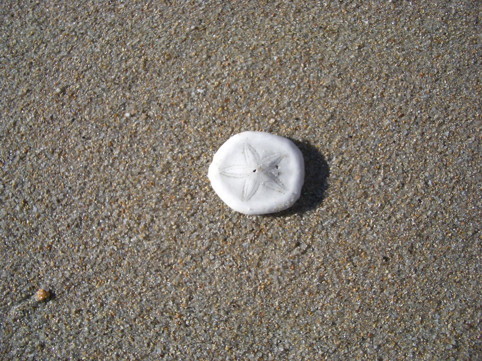 Sydney - Australia: Star Shell