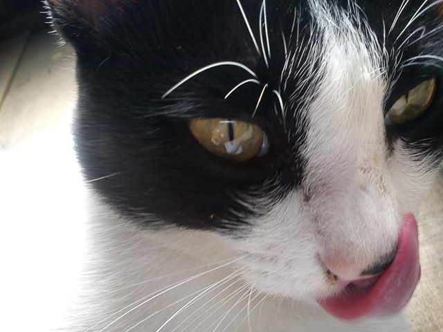 Suri's site.: Oh Botak!