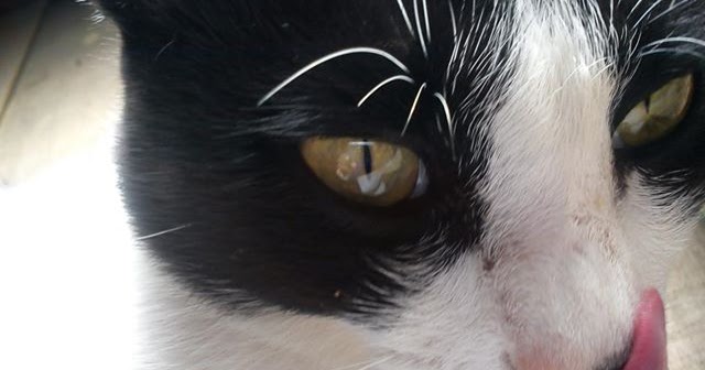 Suri's site.: Oh Botak!