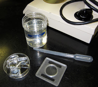 Amy Brown Science: Daphnia, Daphnia, How do I Love Thee?