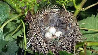 ¿Qué significa soñar con nido? - Diccionario de Significado de los Sueños