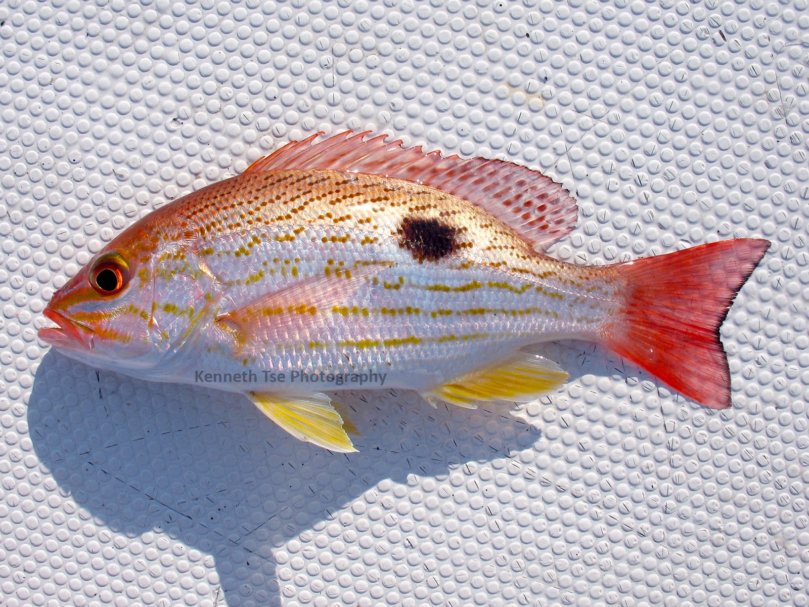 MuskieBait Adventures: Lifelist