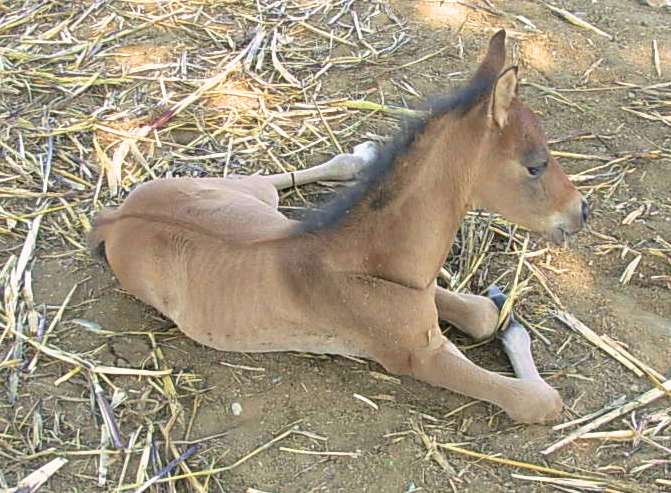 RANCHO LA ROSA, en San Carlos Tamaulipas, Mexico