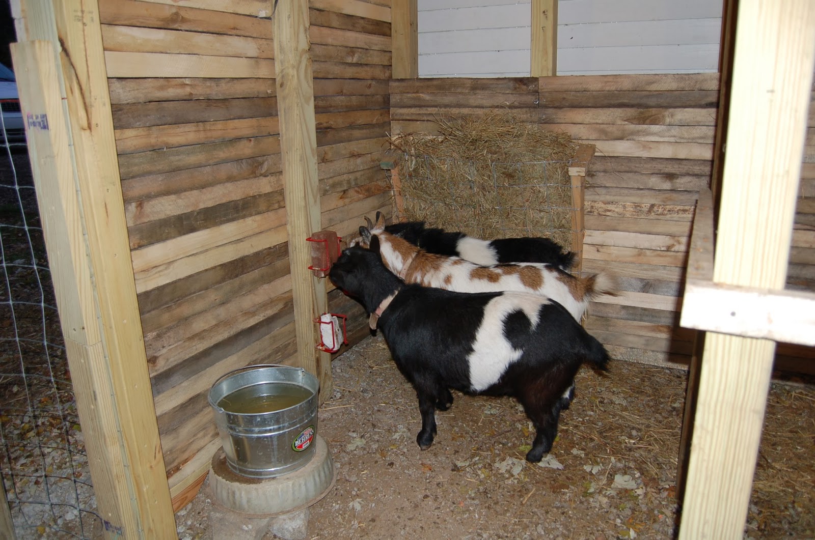 Our Little Backyard Farm: Pallet Goat Shed
