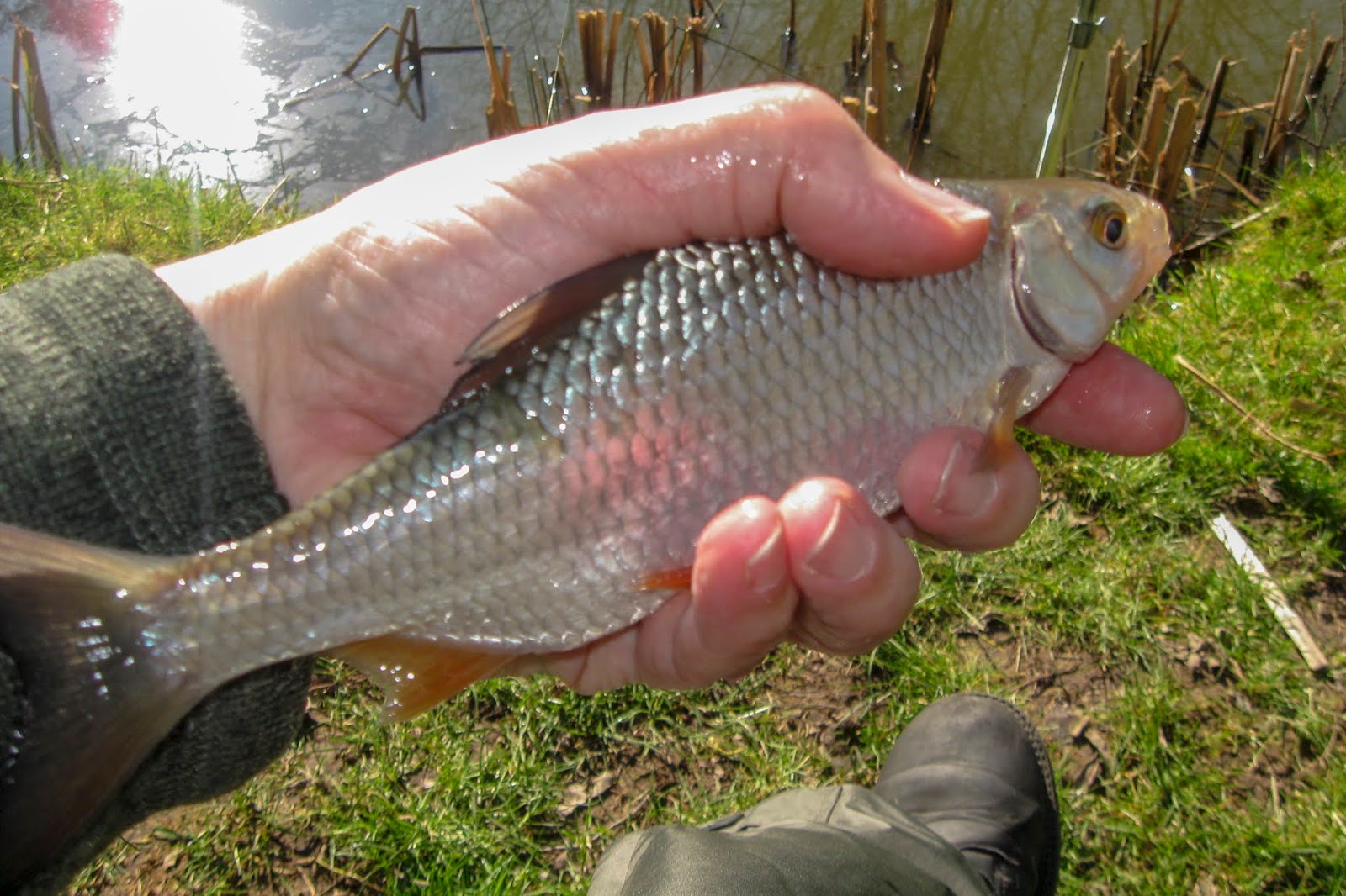 How to drown maggots