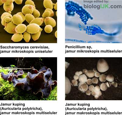 Contoh Jamur Makroskopis - Perumperindo.co.id