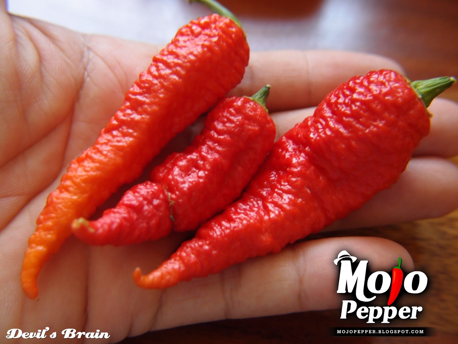 The Mojo Pepper - Just a Chili Pepper grower: Devil's Brain