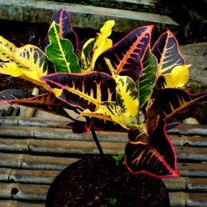 Tanaman Puring (Codiaeum variegatum) - Ganesha Flora Bali