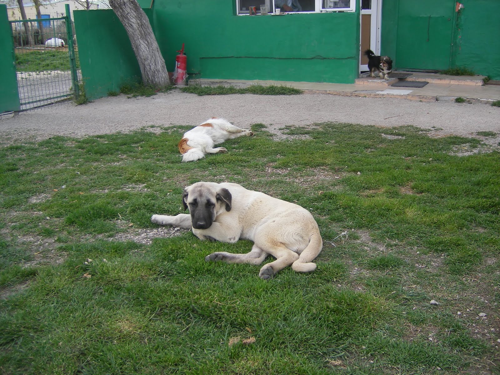 Vida na Turquia e outras cositas mas: Kangal Turco