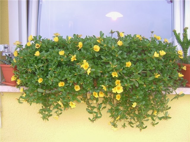 Prkos cvece | Dekoracija kuce