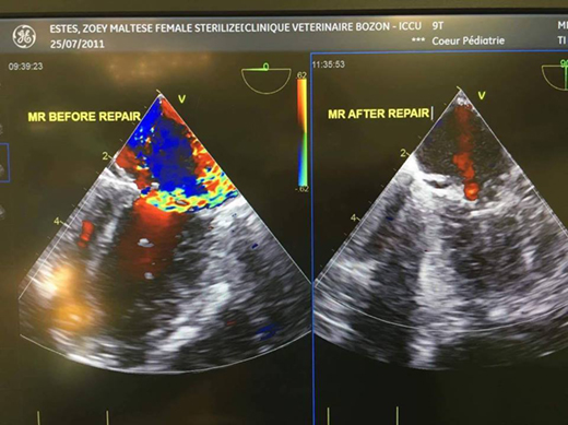 Mitral Valve Disease (MVD): Zoey's Surgery