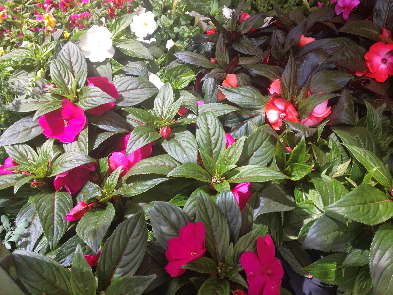 HIDRAFOREST: Fichas de plantas: Guineana (Impatiens hawkeri)