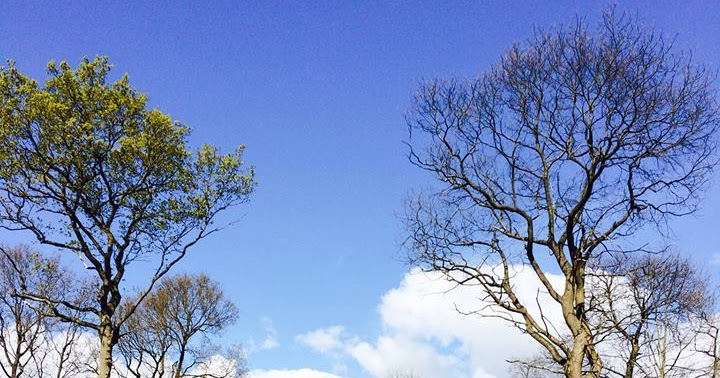 Tales of the March Hare: High Woods Country Park, Turner Road ...