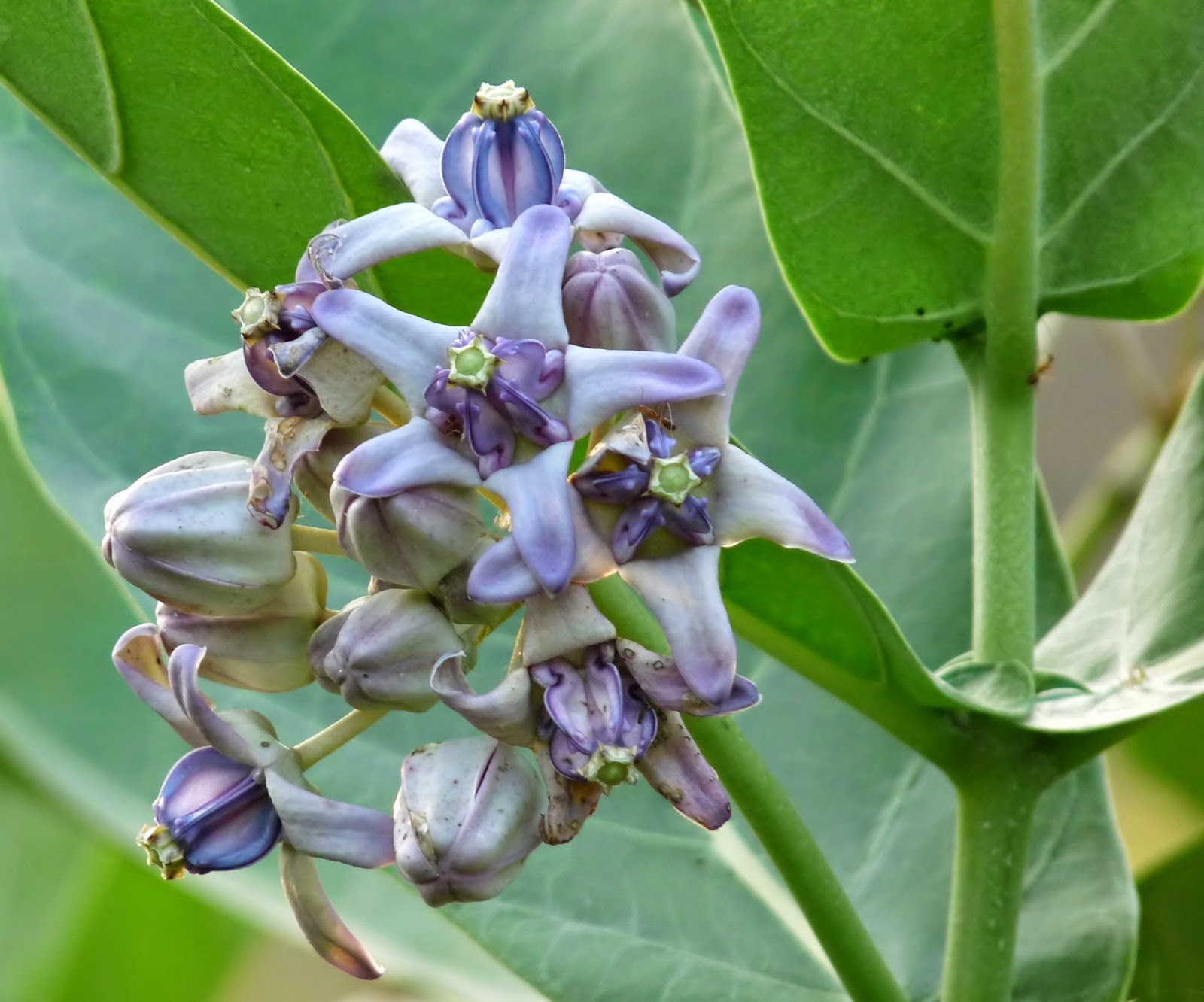 Bagian Bagian Daun ~ MUNAWI INSIDE