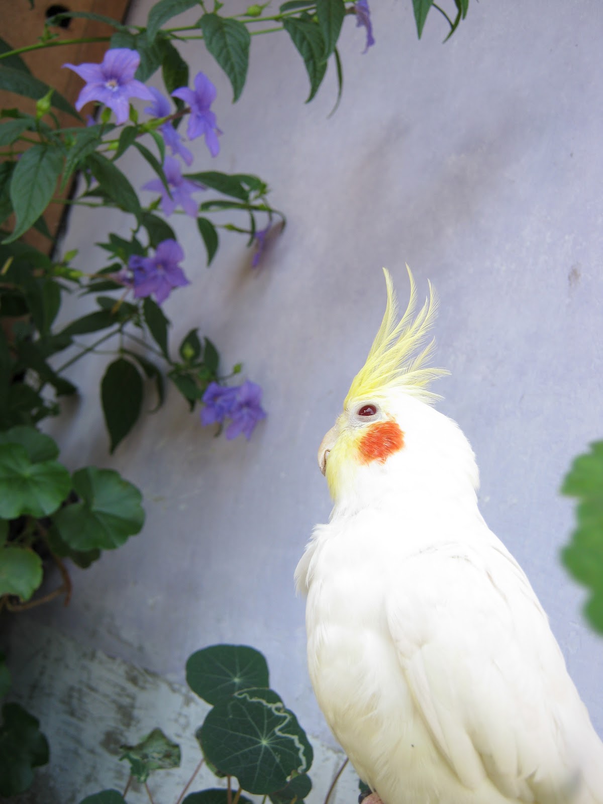 MI MASCOTA FAVORITA: Aves Ornamentales Tiernas