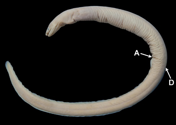 Earthworm Eel Peacock Eel (Macrognathus siamensis) | Tropical Fish Keeping