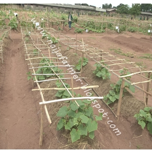 Detailed Guide on how to start profitable Cucumber Farming Venture ...
