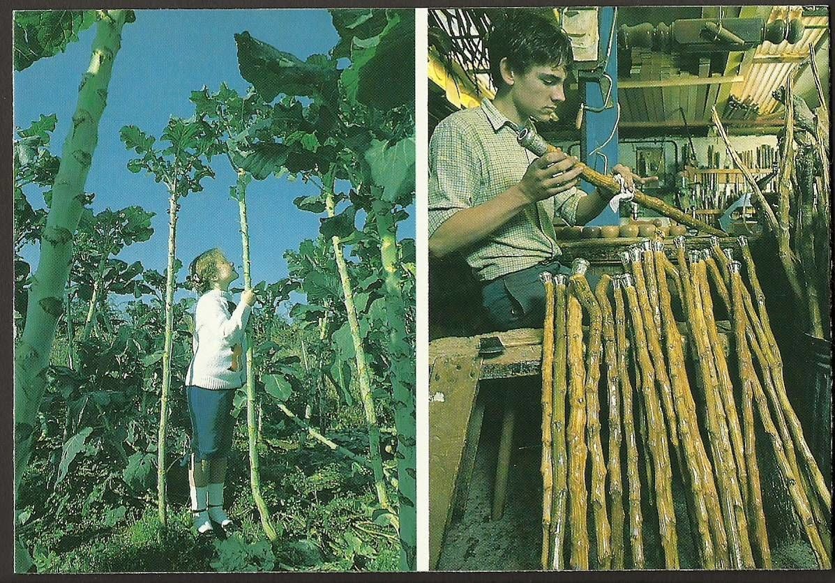 Meet Your Vegetables!: The Cow Cabbage Mania of 1836