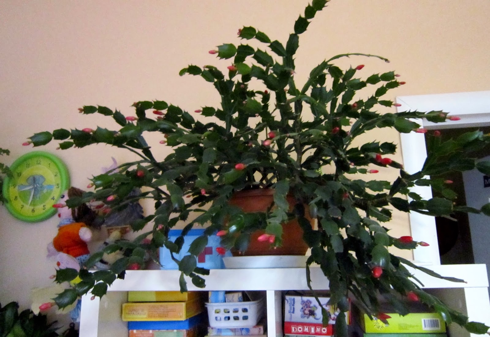 Eilės: Kalėdinė gėlė