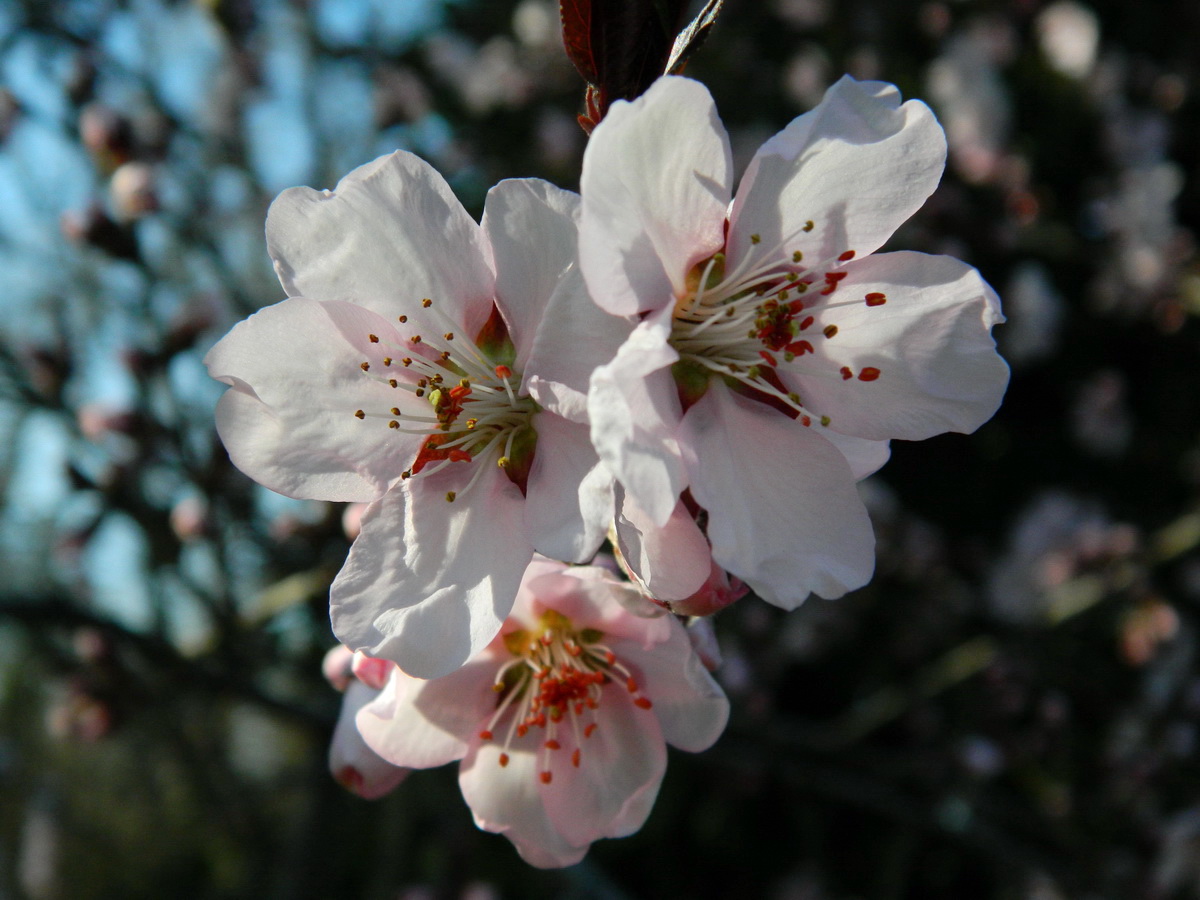 LA MULTI ANI, ROMANIA!: Migdal inflorit