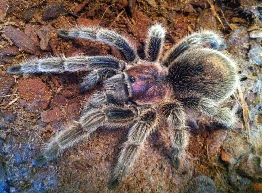 Vogelspinnen-Reptilien und Wirbellose-Tiere: Grammostola porteri