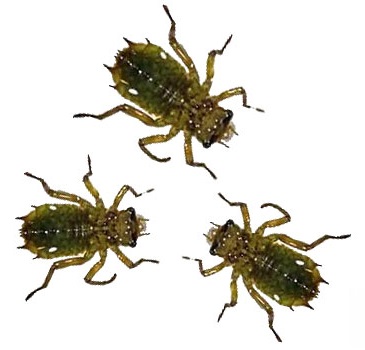 7 Binatang Hama Pada Ternak Ikan Lele ~ Troodon Farm