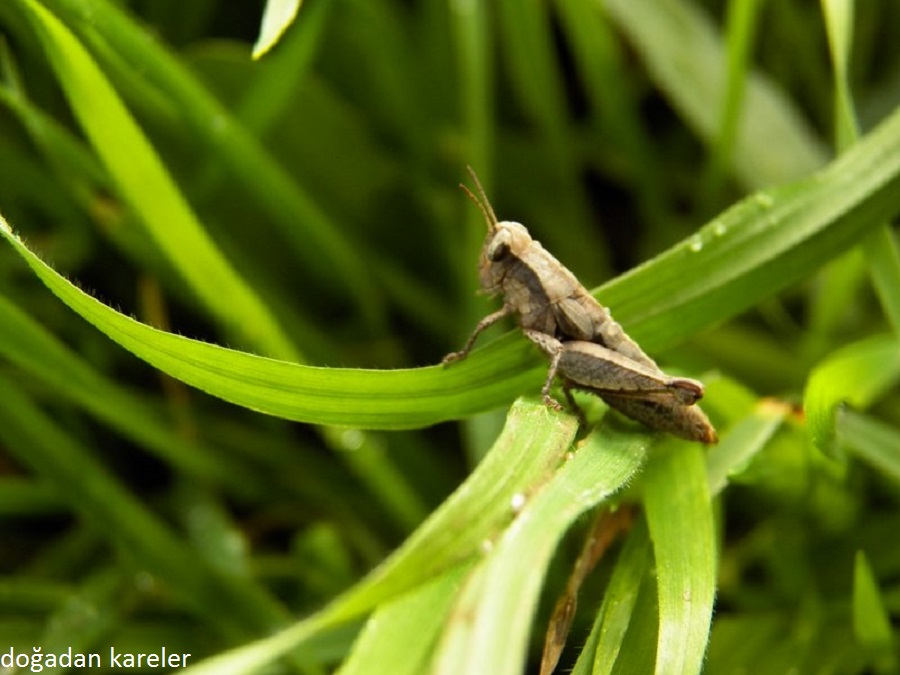 Doğadan Kareler: Doğada Çekirge Resimleri