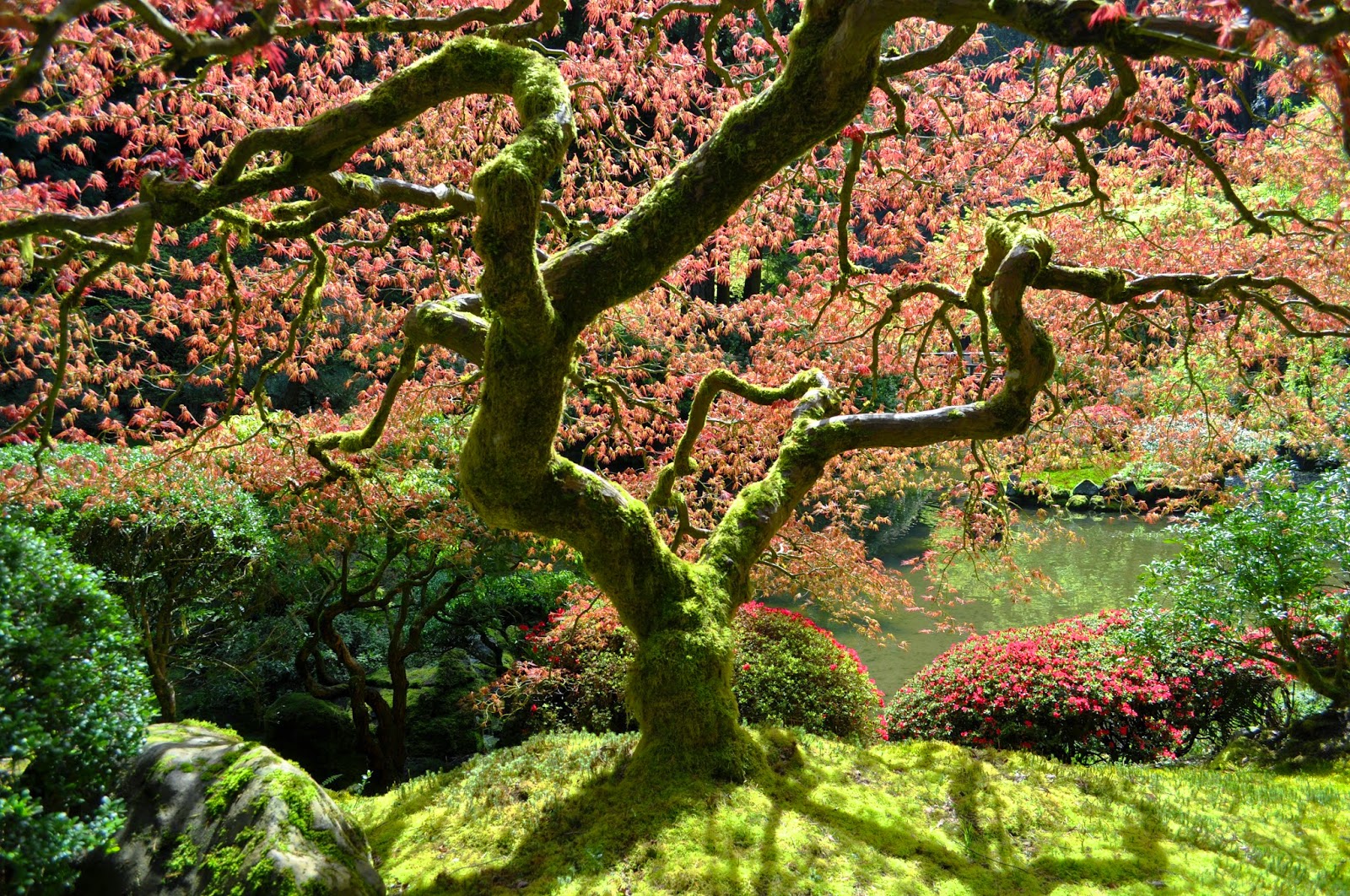 Wonkyworld: Spring: Hana Matsuri, Portland Japanese Garden