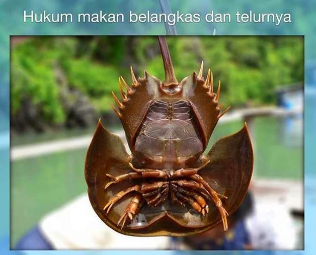 BELANGKAS HALAL DIMAKAN - MAJLIS FATWA KEBANGSAAN