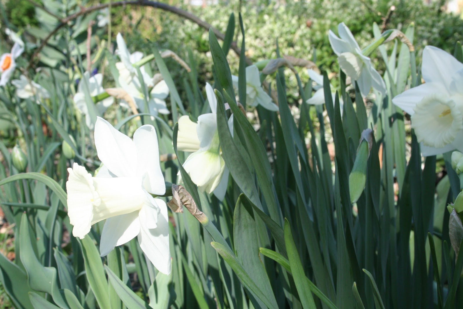 Gardens of Earthly Pleasures