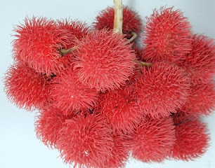 Rahasia Di Balik Manfaat Kulit Rambutan - Cara Merawat Kulit Wajah