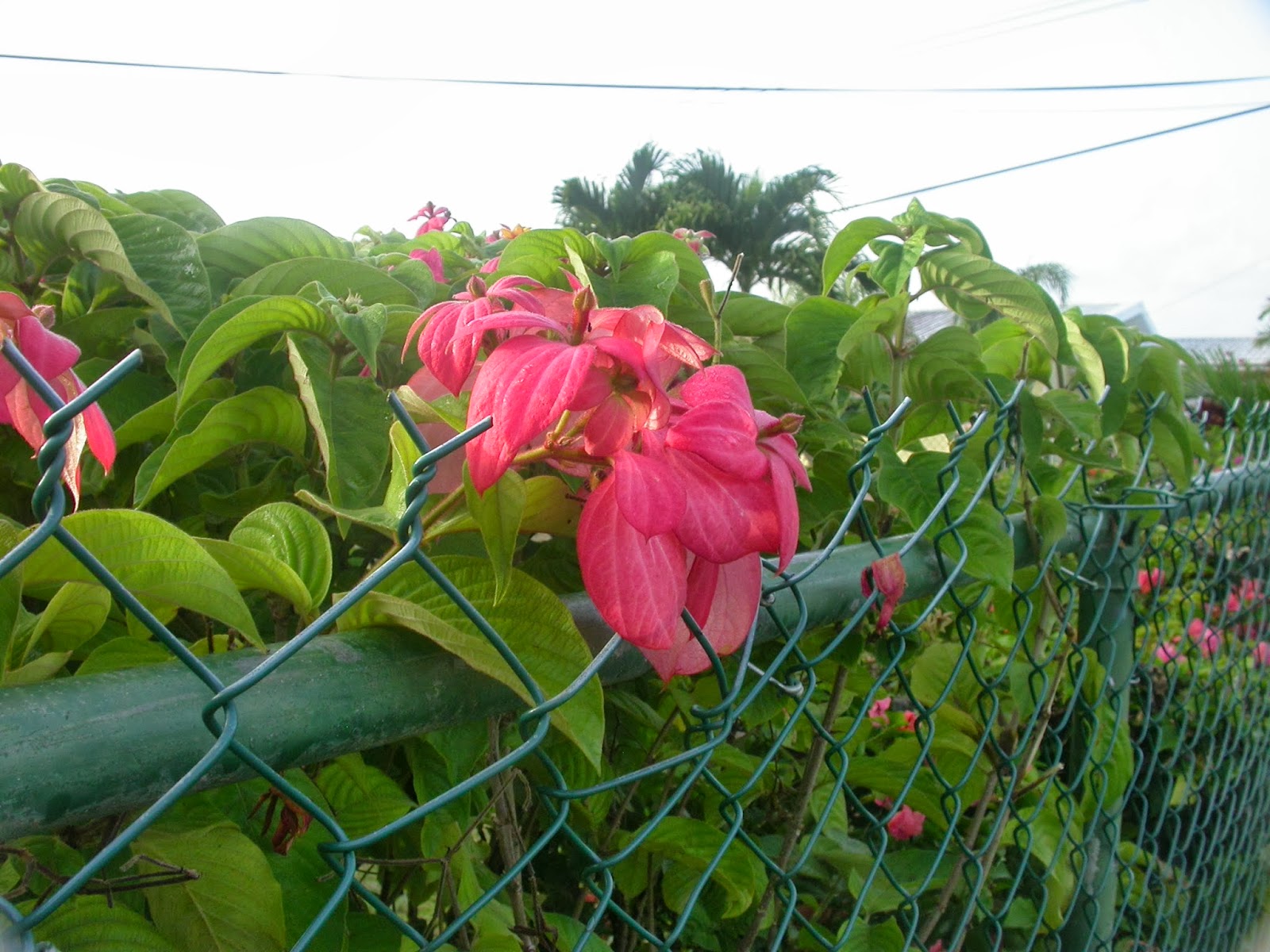 Barbados Flora & Fauna: Mussaenda
