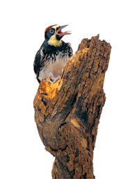 Funny photo: Wood Cutter Bird