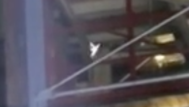 UFO SIGHTINGS DAILY: Alien Fairy Caught Fluttering Near 9/11 Tribute ...