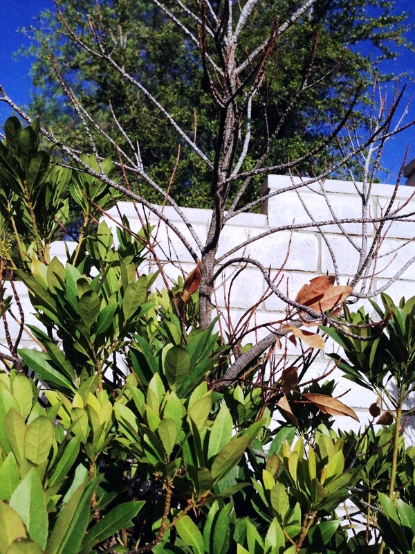 Xtremehorticulture of the Desert: More Problems Growing Japanese ...