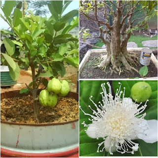 pohon jambu biji, bunga jambu biji, akar jambu biji