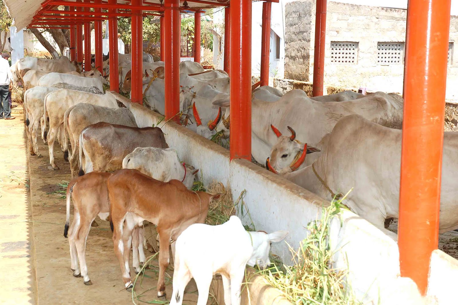 Navbharat Charitable Trust: Gosala