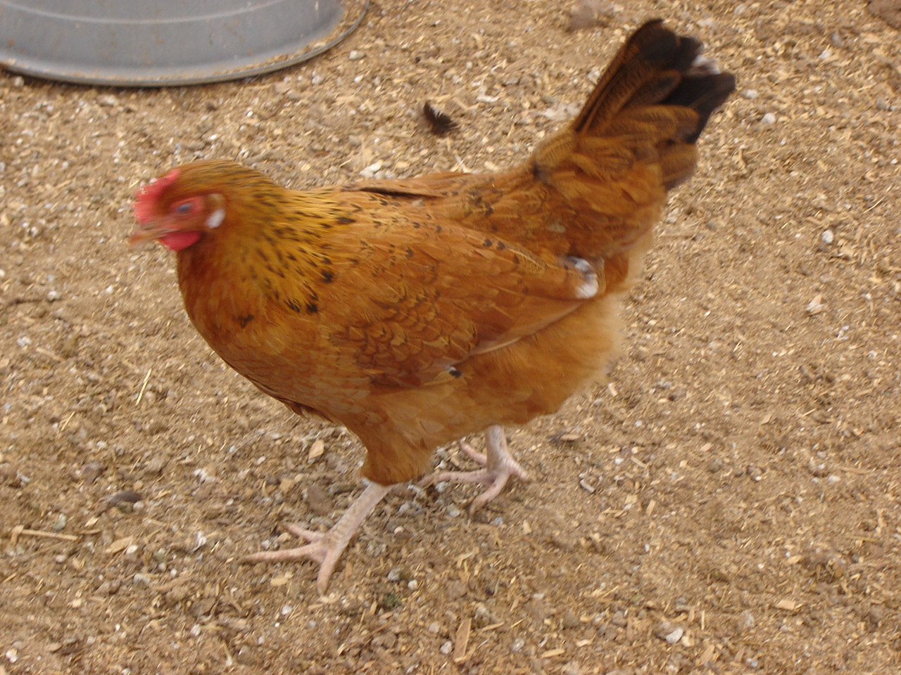 Aloha Chickens: Boring . . . And Interesting.