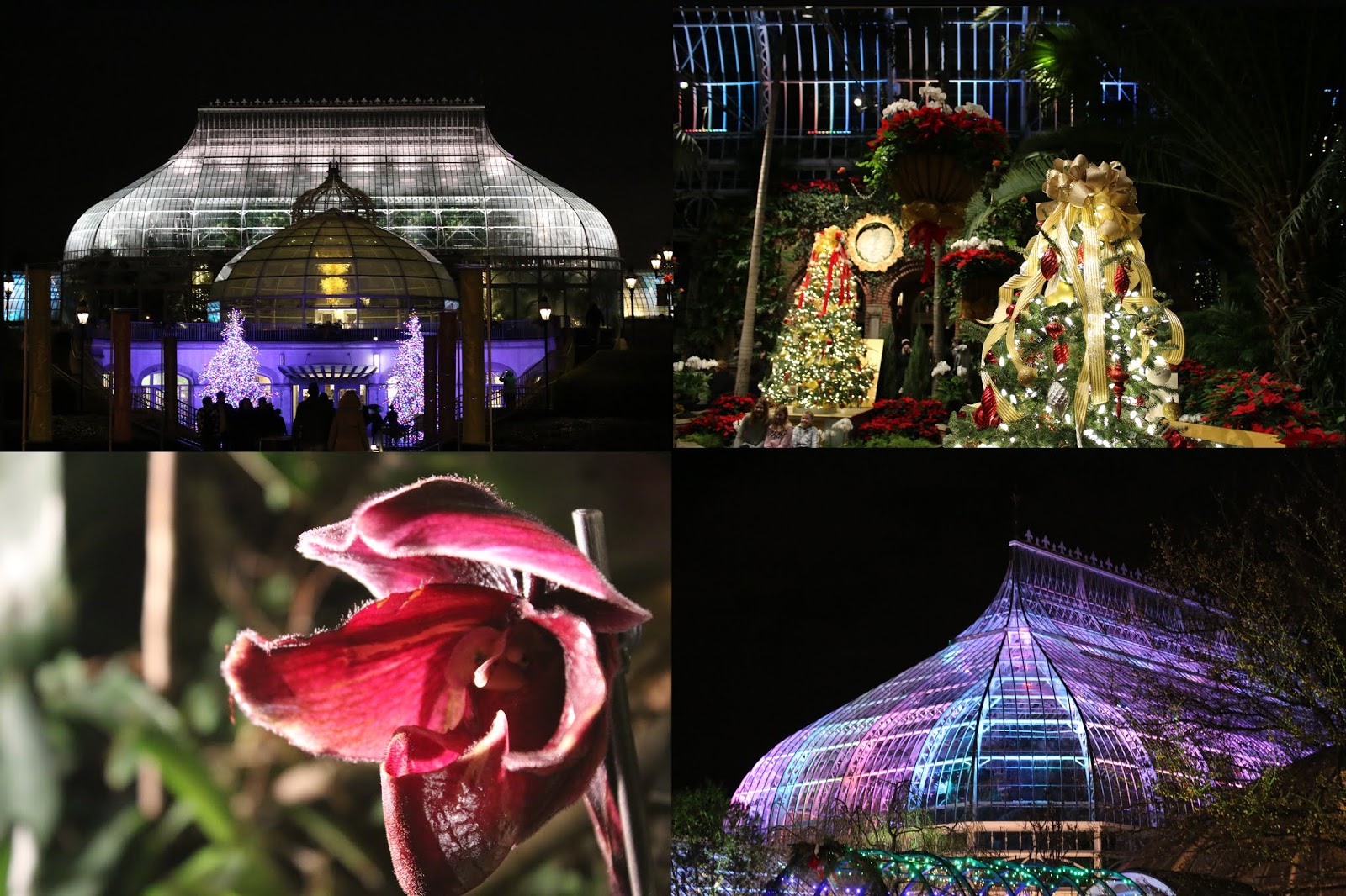 Holiday Splendor at Phipps Conservatory's Winter Flower Show ...