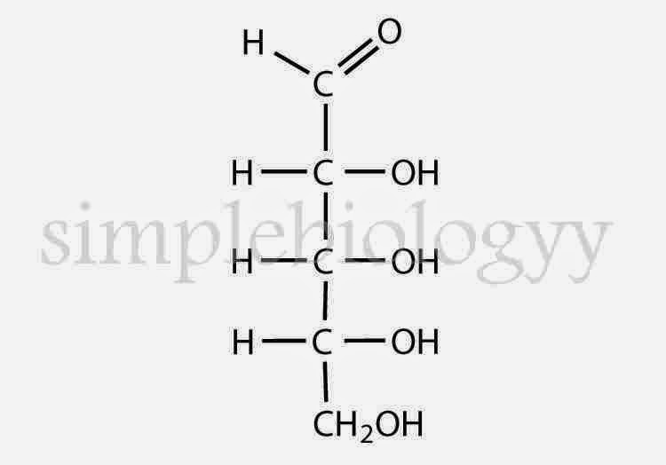 CARBOHYDRATES AND ITS TYPES « SimpleBiology
