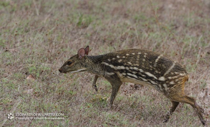 Mamíferos y marsupiales mammals of the earth: Ciervo ratón de Sri Lanka ...