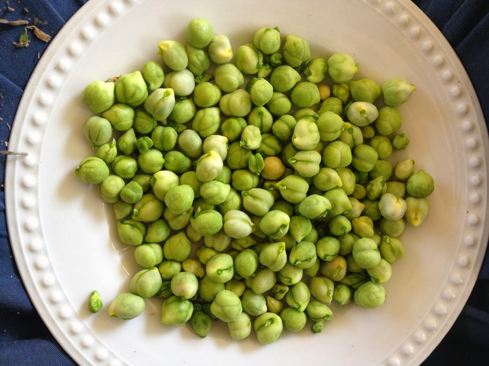 CICER ARIETINUM / AVINŽIRNIAI